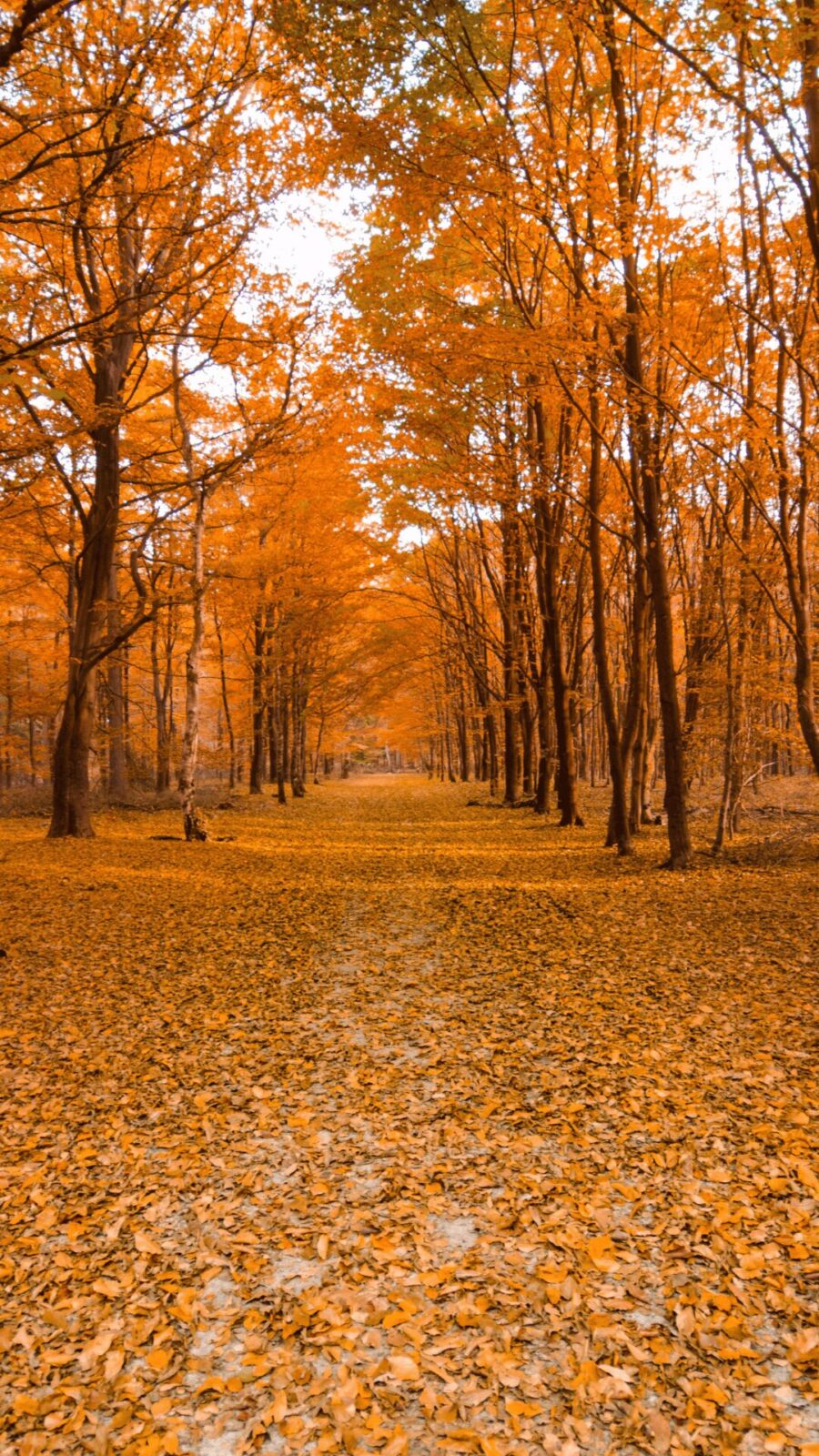 50 Stunning Fall Wallpapers for Your iPhone: Embrace Autumn’s Beauty ...