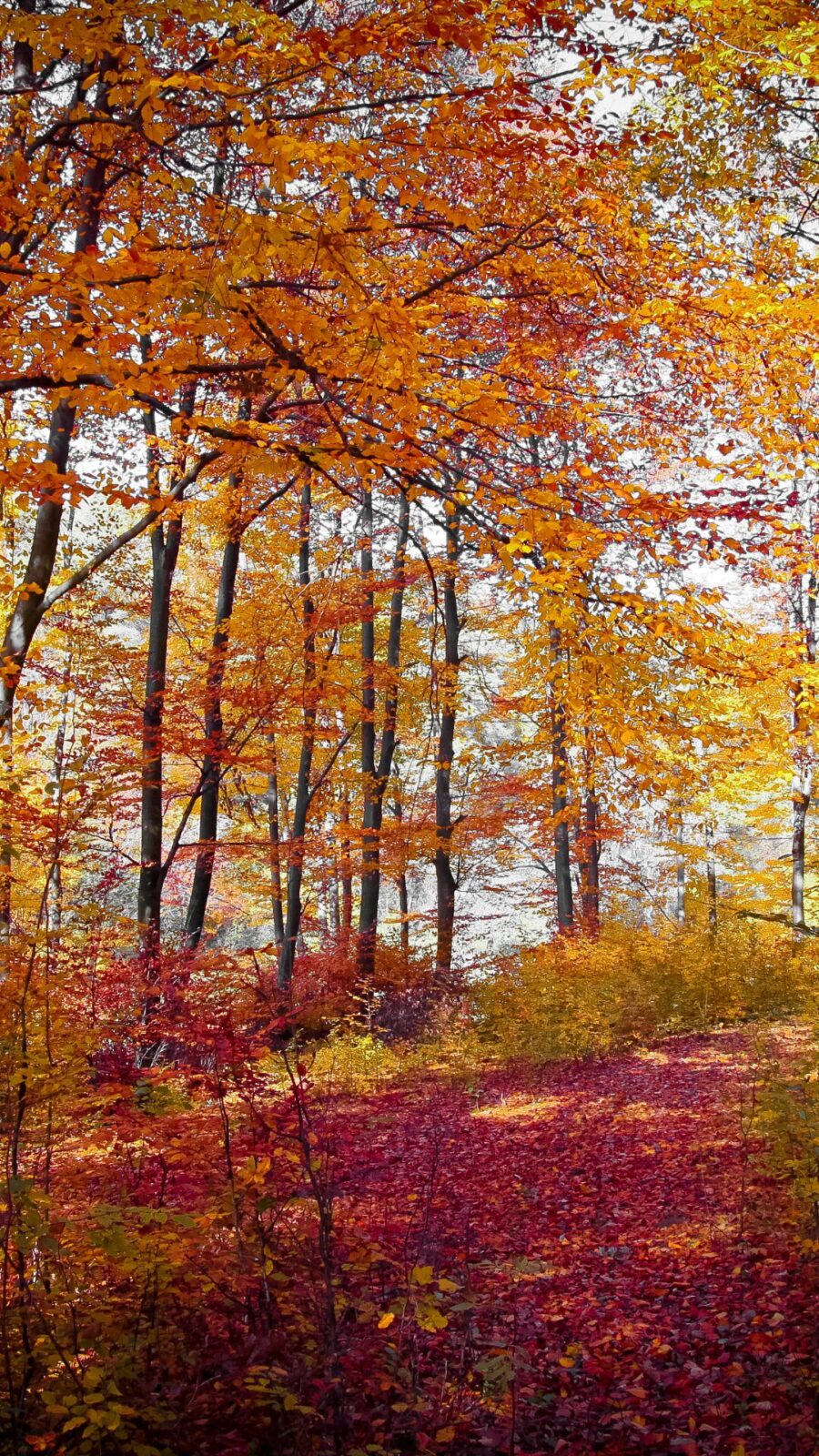50 Stunning Fall Wallpapers for Your iPhone: Embrace Autumn’s Beauty ...